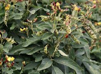 les plantes et leurs vertus par frère Romain wienin: POIS D'ANGOLE